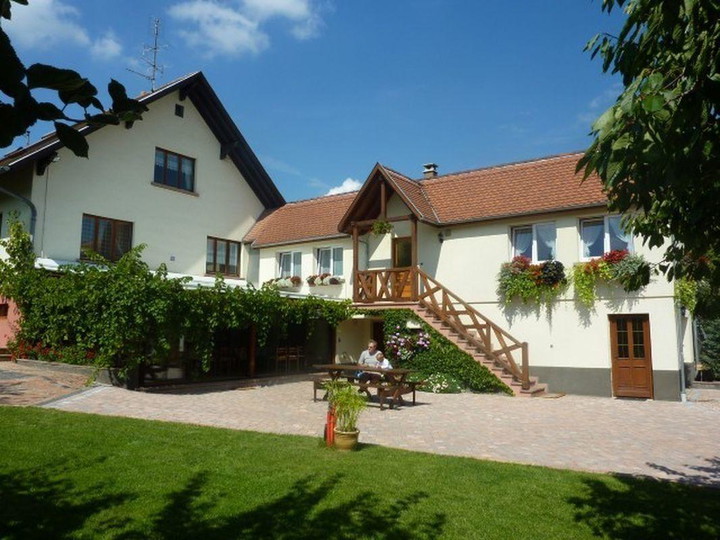 Rose Des Vignes - Alsace