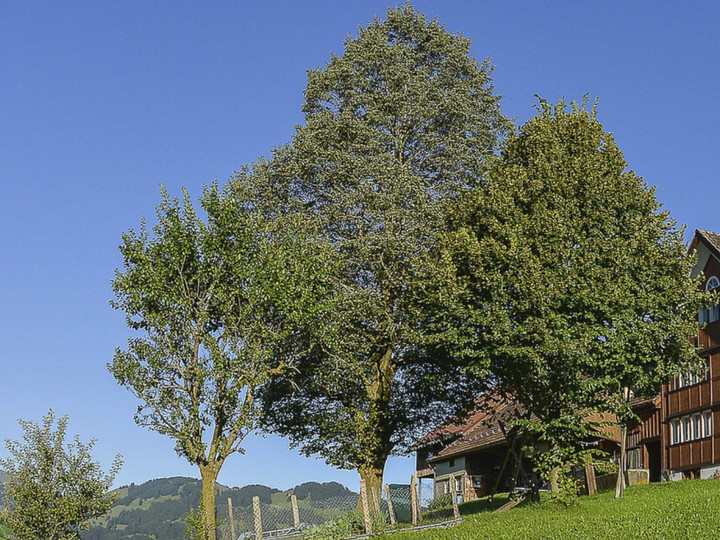 Ferien Alpsteinblick - Arosa