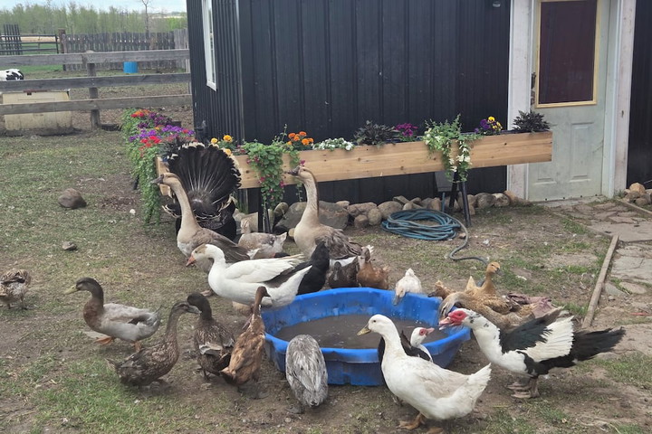 Quiet Farm Retreat - Escape Life Enjoy The Countryside - Alberta