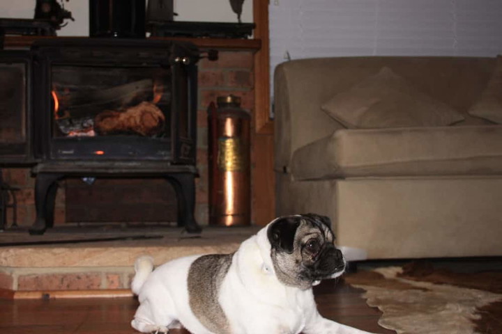 The Mac Shak - Bushland Retreat (Pet Friendly) - Avoca Beach