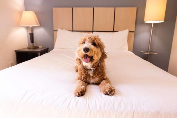 Spacious Pet Stay | Kitchen & Laundry | Near Freedom Trail & Fenway - Quincy, MA
