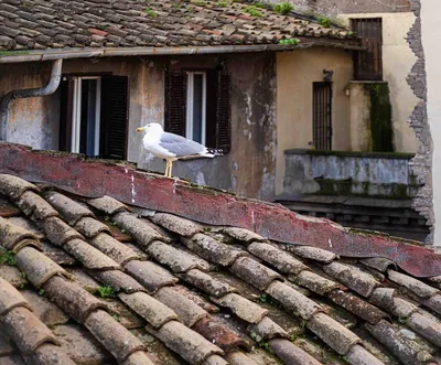 Casa De' Fiori Biscione - Rome