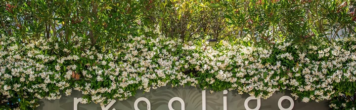 La Regalido – Demeure De Provence - Fontvieille