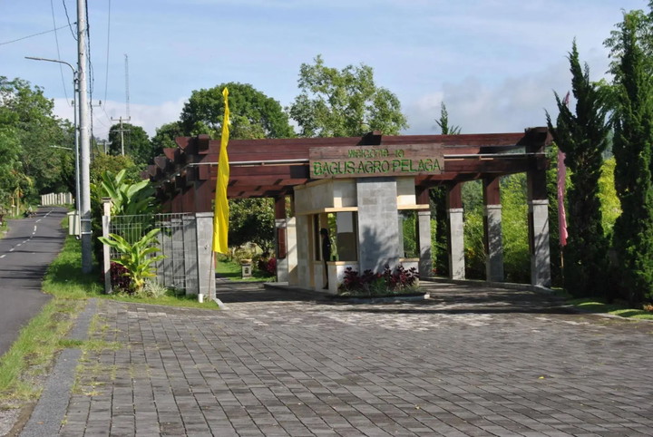 Bagus Agro Pelaga - Kintamani