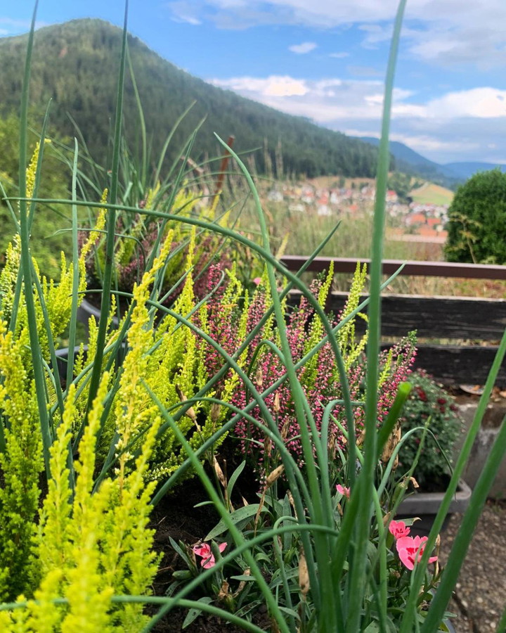 Appartement Mit Herrlicher Aussicht üBers Murgtal - Baiersbronn