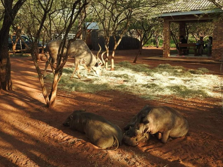 462 Bosbok Chalets - Marloth Park