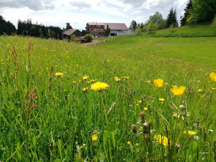 Stockreutehof - Scheidegg