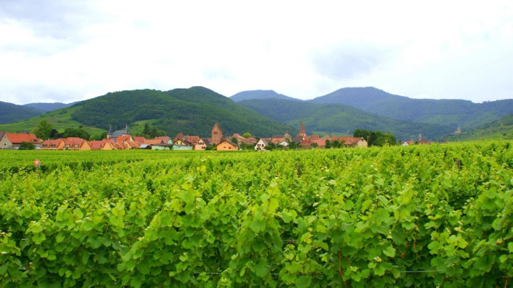 Chambre D'hotes Le Vogelgarten - Kaysersberg