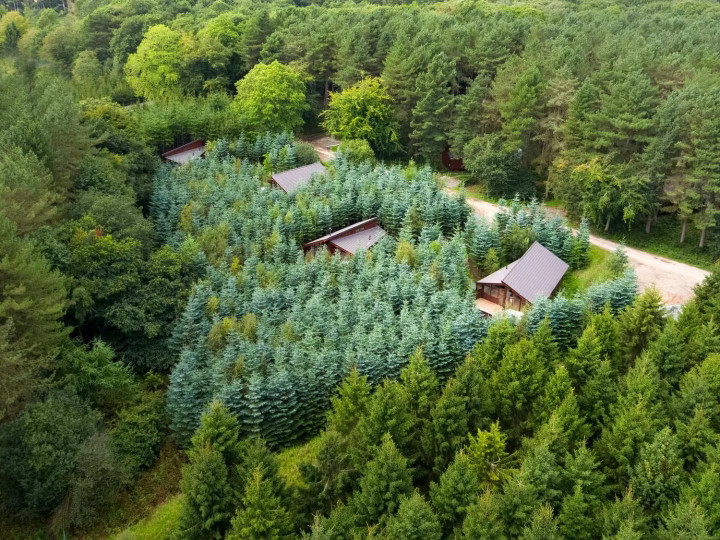 Delamere Forest Cabins - Forest Holidays - Cheshire