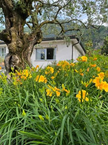 Sansoucis - Canton of Ticino