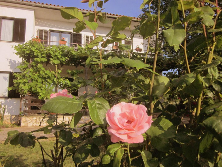 Apartment Iva - Rovinj