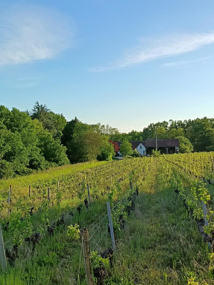 Gîte Au Milieu Des Vignes - Saint-Aignan