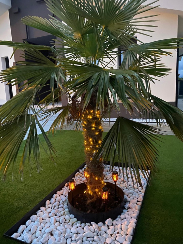 La Palmera Del Sotillo - Segovia