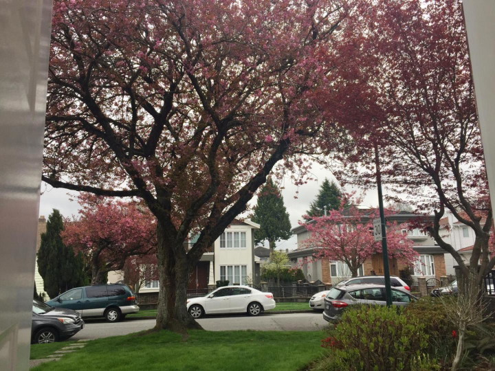 Lee Home - West Vancouver