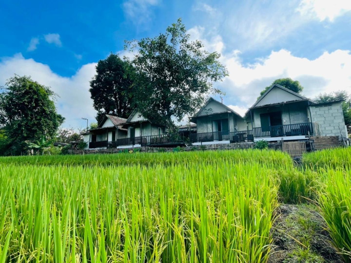Krathom Doi Luang - Thailand