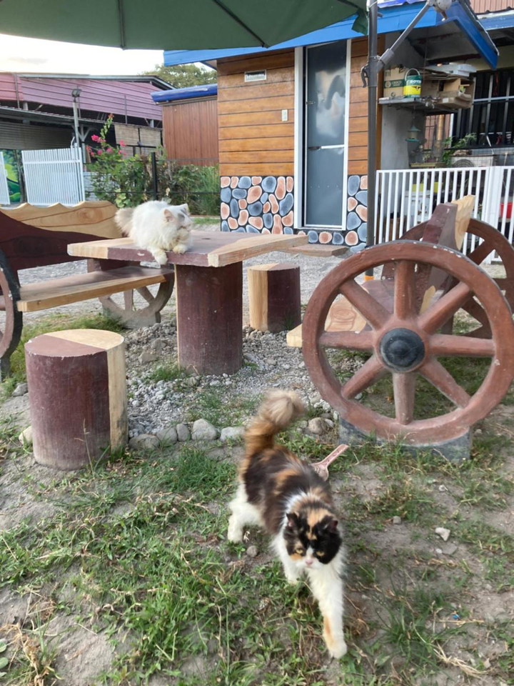 Pet Lover's Cabin - Angeles