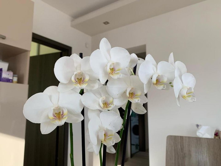 Orchidea Apartmanház Egerszalók - Egerszalók