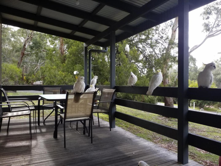 Cockatoo Cabin - Halls Gap