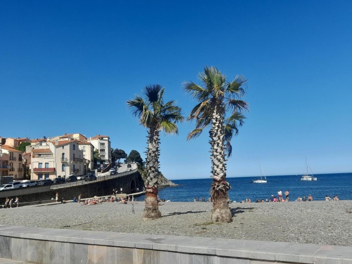 Junior 14600 - Banyuls-sur-Mer