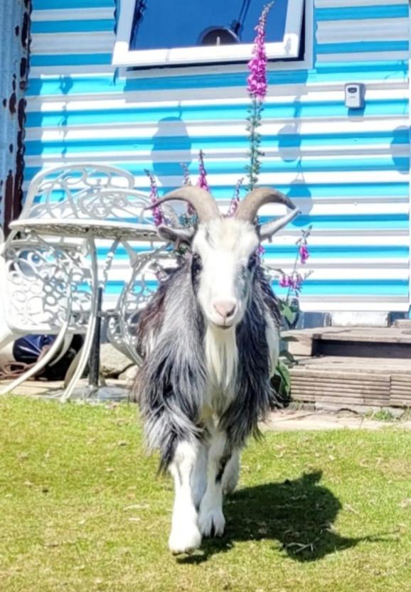Treguth Glamping Unique Experience - Themed Huts - St Agnes
