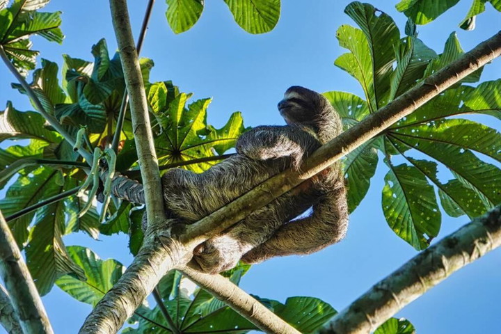 Into The Greens - Puntarenas Province