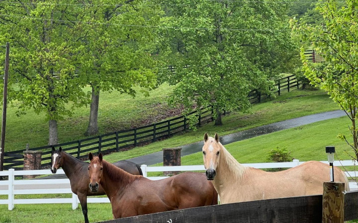Nicura Ranch Inn & Stables - Berea, KY