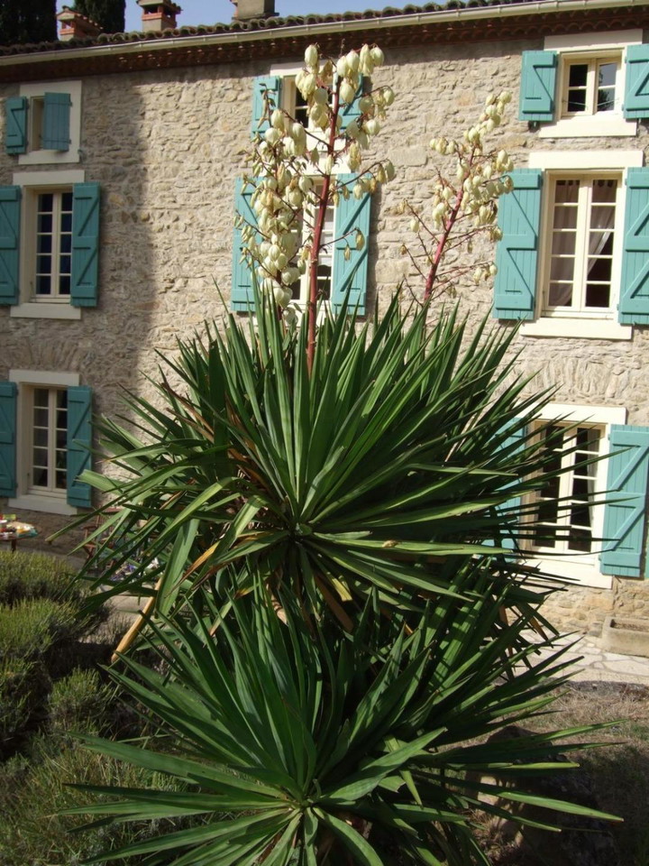 Domaine Saint Andrieu - Carcassonne