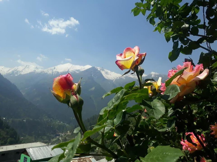 Mountain View Guesthouses &Cafe - Tosh