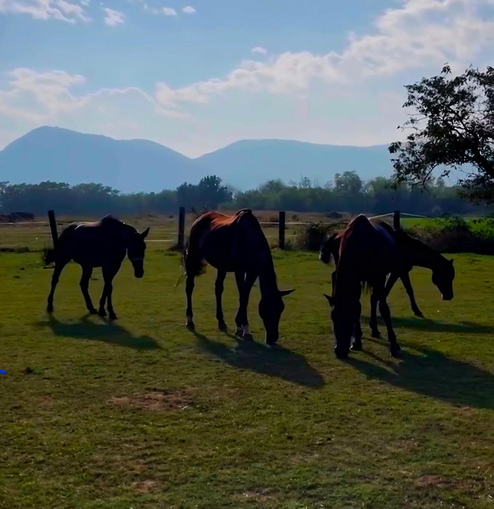 B&b Cascina Tavella - Farmhouse & Animals - Rivoli