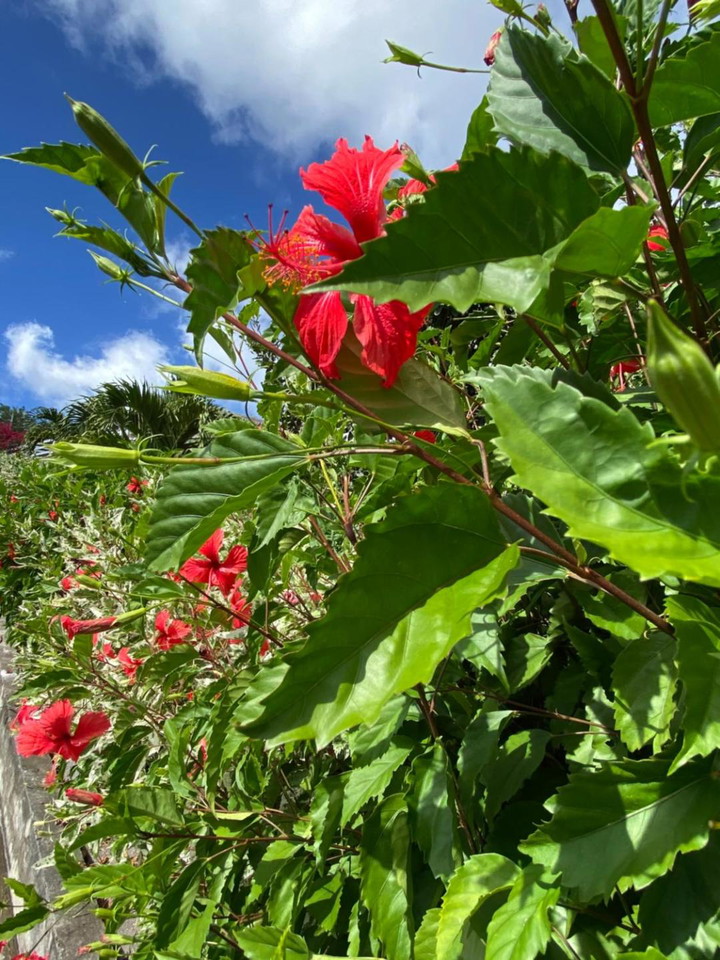 Locations Morne Aux Vents - Martinique