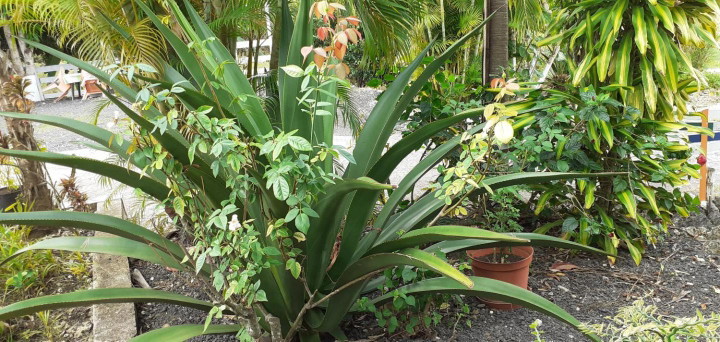 Les Gîtes Des 500 Pas - Guadeloupe