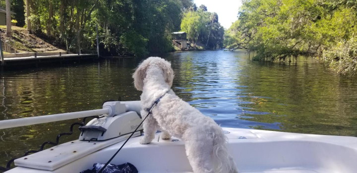Minutes To Boat Ramps And Beach And Private Pool! - Crystal River, FL