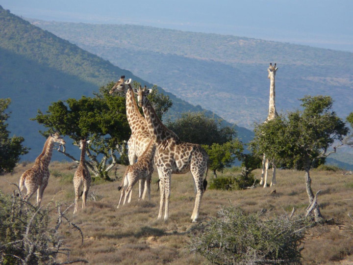 Koedoeskop Private Mountain Reserve - Western Cape