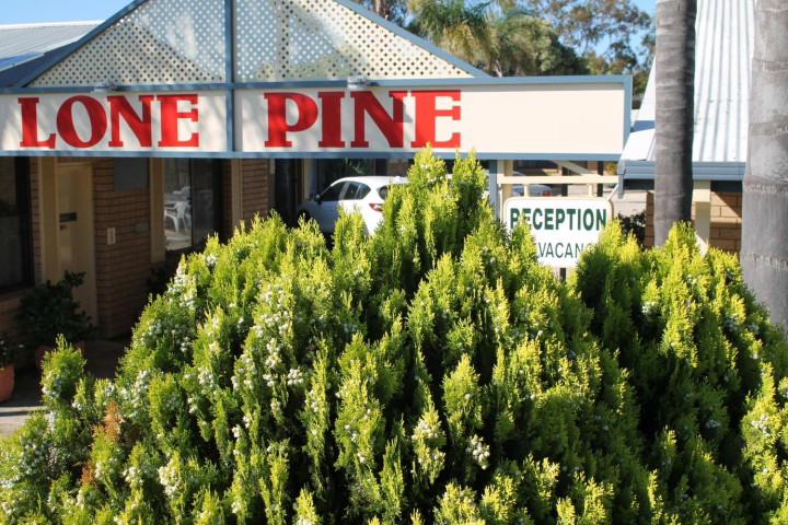 Lone Pine Motel - Rutherglen