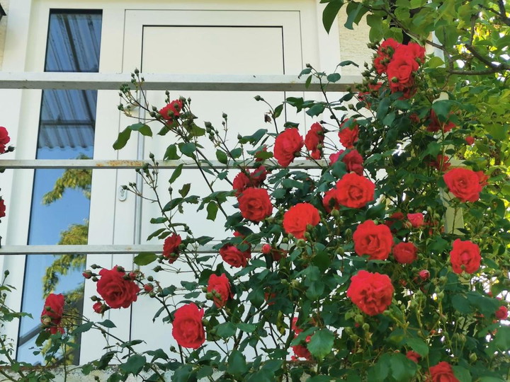 Casa Wilhelm - Seeheim-Jugenheim