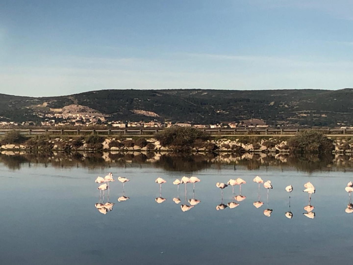 Flamants Roses 1 Pers 6 - France