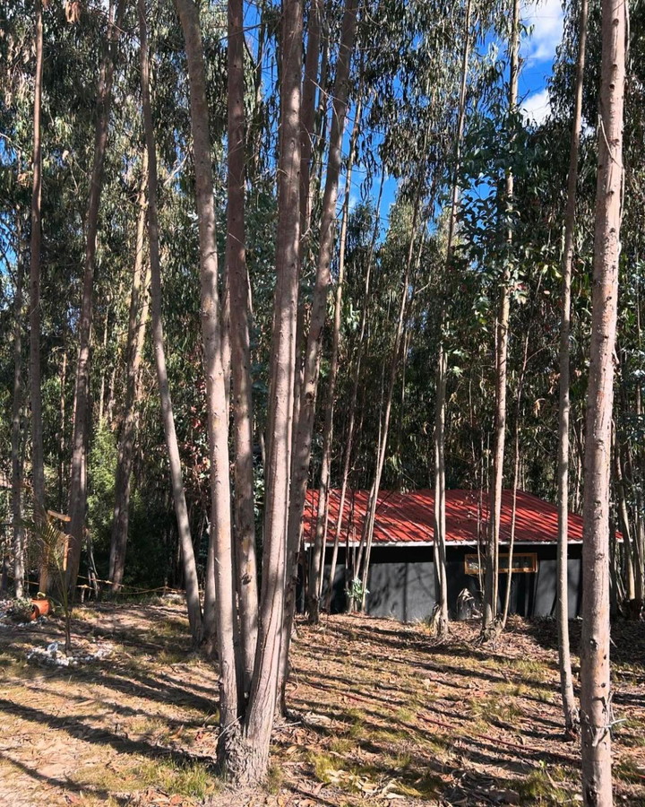 Casa Eucalipto - Iza