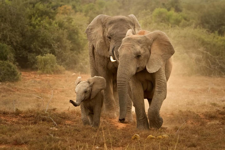 Riverbend Lodge - Addo