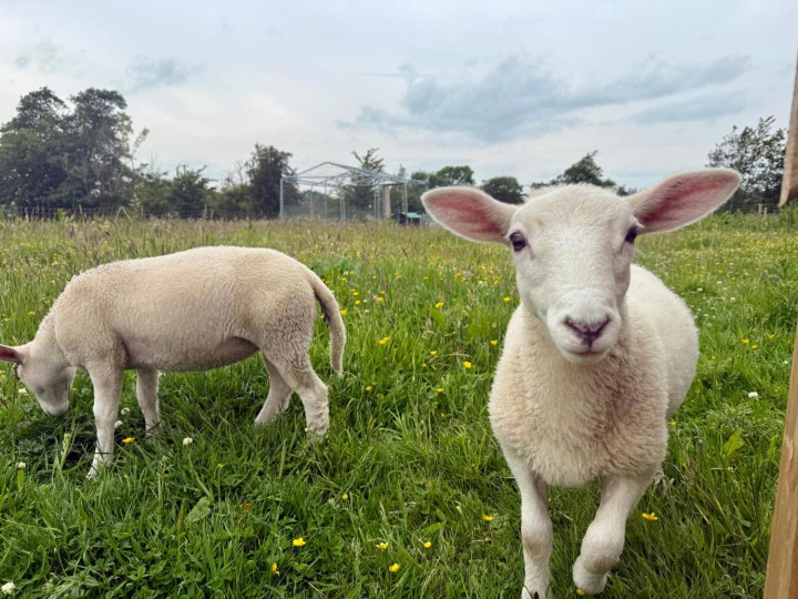 Kennedy Farm Lodge - Belfast International Airport (BFS)