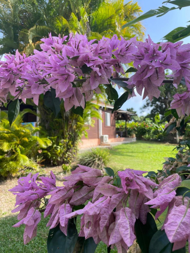 Eden Créole - Guadeloupe