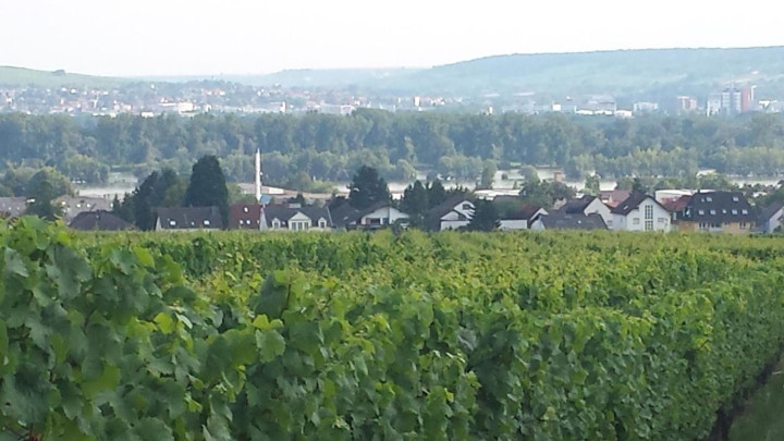 Ferienwohnung Weingut Leis - Oestrich-Winkel
