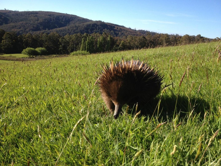 Silver Ridge Retreat - Tasmanie