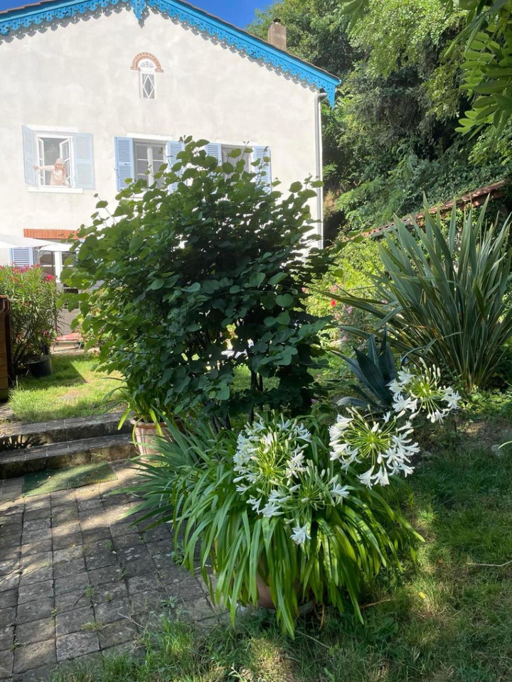 Les Agapanthes - Beaujolais
