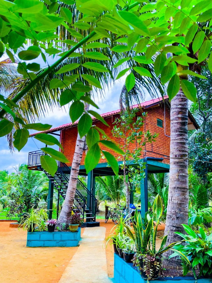 Tree Top View Tree House - Sri Lanka