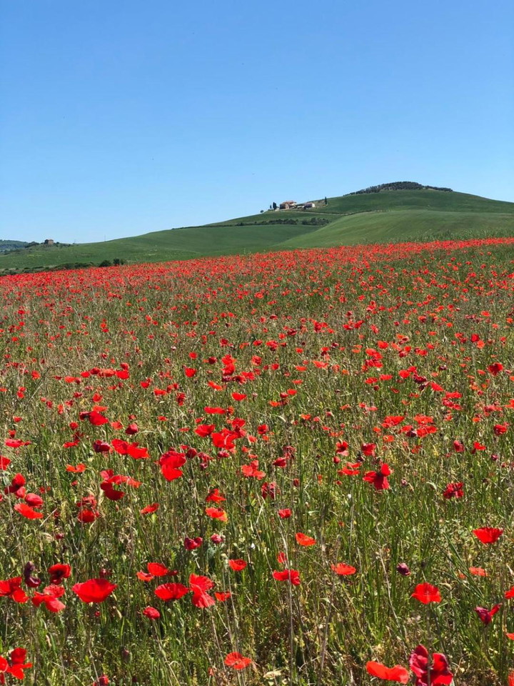 Agriturismo Poggio Tobruk - San Quirico d'Orcia