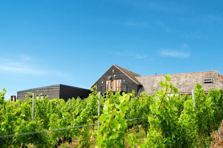 Mersea Island Vineyard - Essex