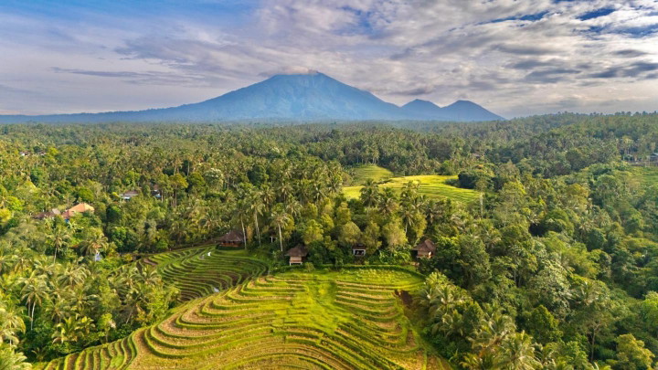 Clove Tree Hill - Bali