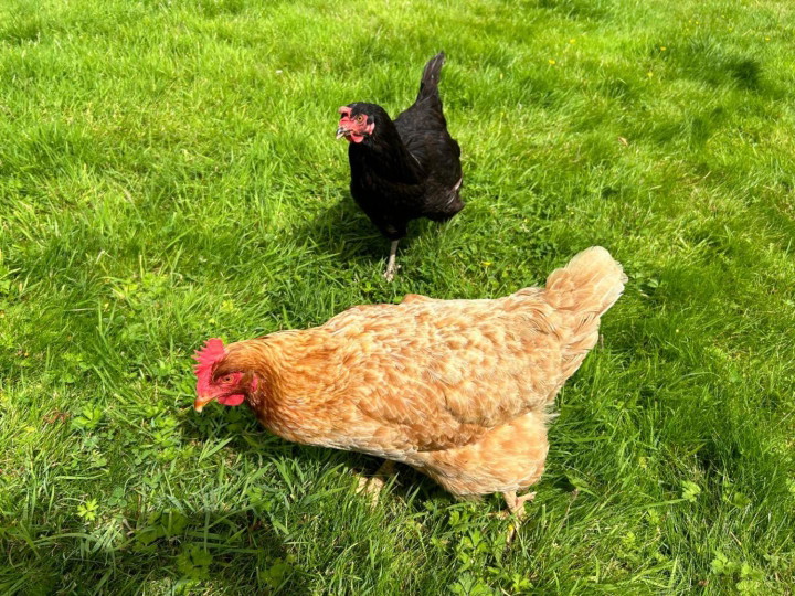The Hen House - Haddington