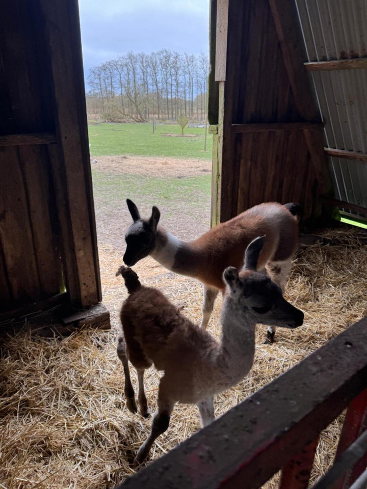 Billund Farm Holiday - Billund