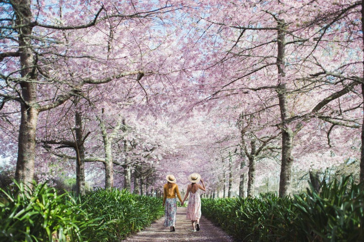 English Cherry Tree Manor - Cambridge